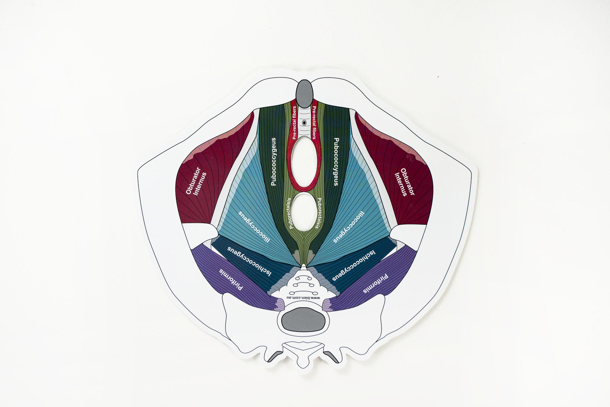 Female Pelvic Floor Model (gloss coated board) – BIEN Australia
